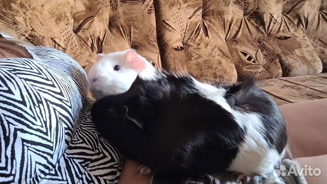 Морская свинка девочка