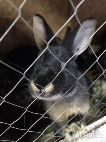 Кролики Белый Великан