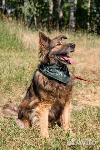 Чудесный пёсик ищет дом. Дэн