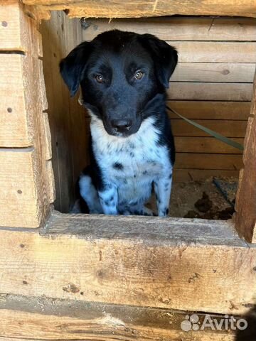 Собака бесплатно в добрые руки