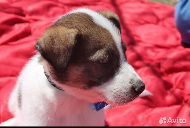 Красивый щеночек ищет добрую семью