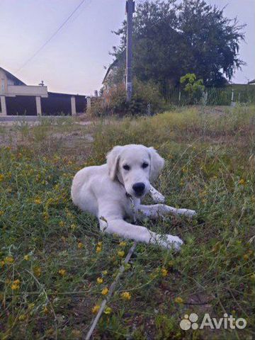 Лабрадор ретривер