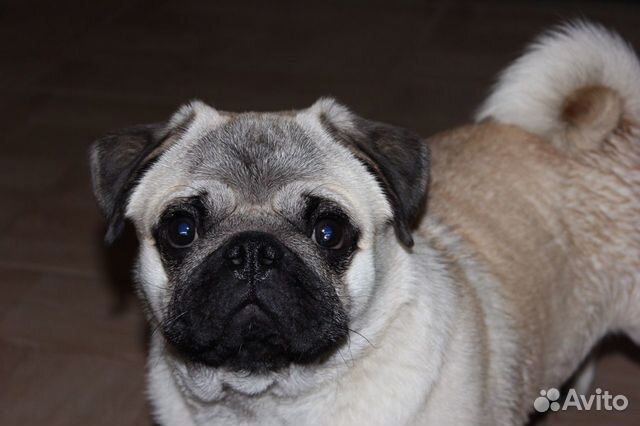 Вязка, мопс