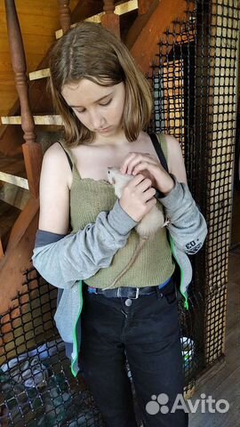 Крысята к бронированию через 10дней