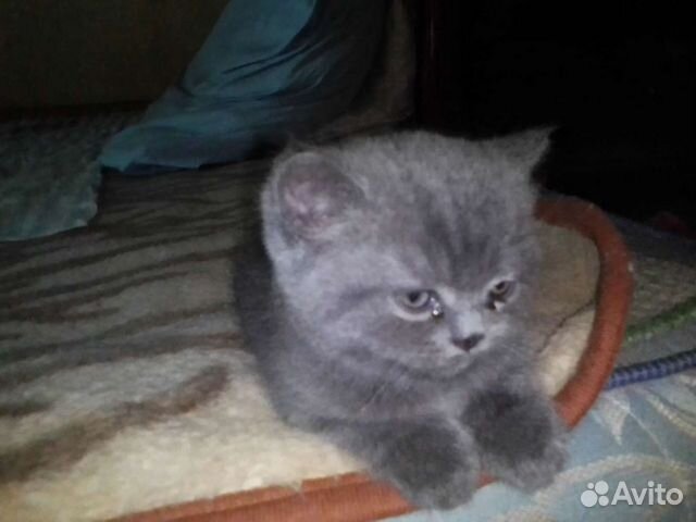 Шотландские прямоухие котята