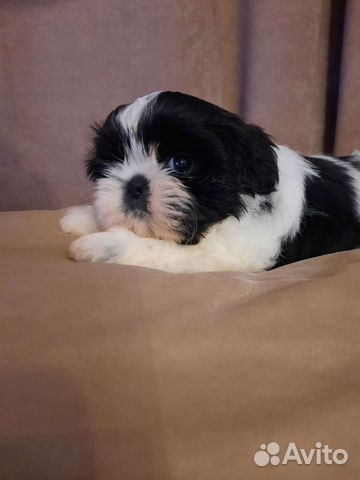 Щенки ши-тцу черно-белые