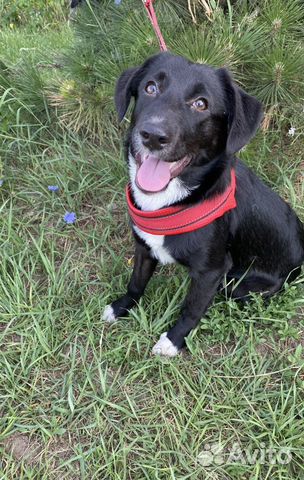 Стерилизованные девочки в добрые пуки