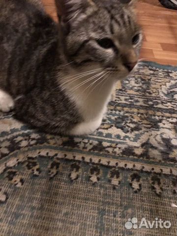 Ищу нового хозяина для Кота