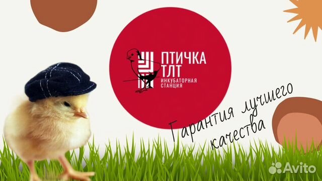 Суточные цыплята Кобб 700
