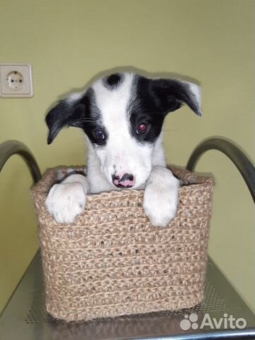 Щенок девочка в добрые руки