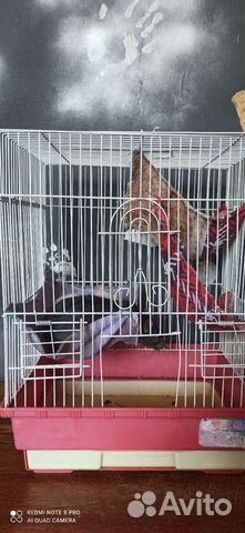Крысята с клеткой