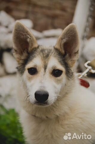 Собака Майя ищет хозяина. Отдадим в хорошие руки