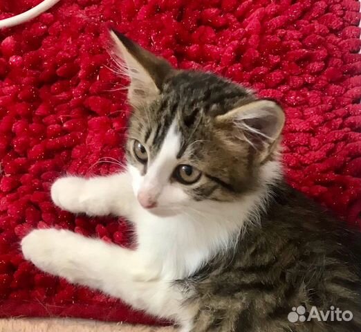 Котенок