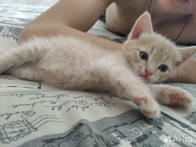 Котенок персиковый