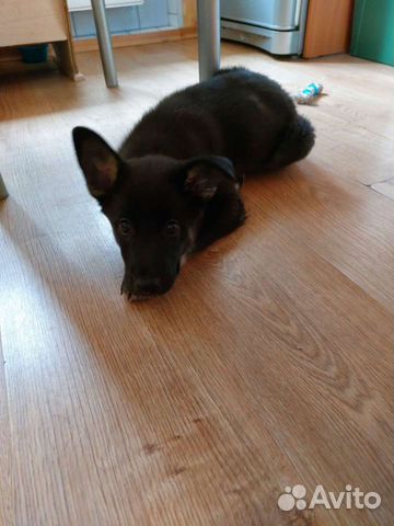 Собаки бесплатно в добрые руки щенки