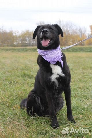 Собака ищет дом