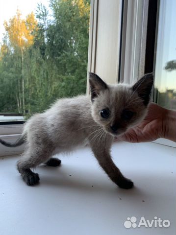 Котенок в добрые руки