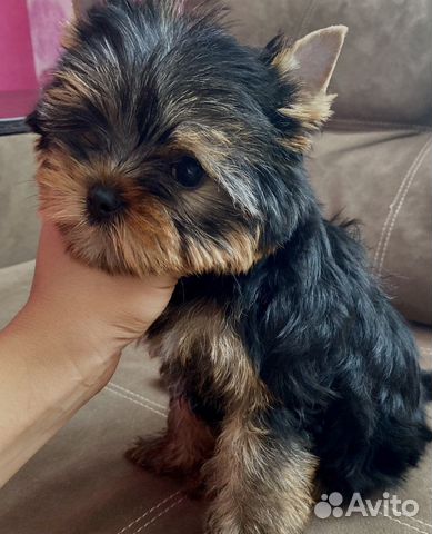 Йоркширские щеночки