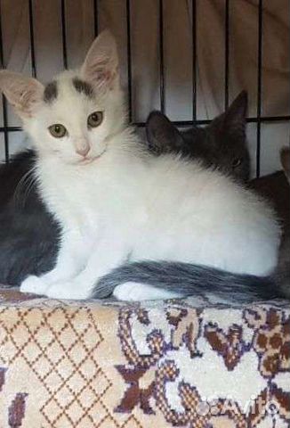 Забавный котенок девочка в дар 2,5 мес