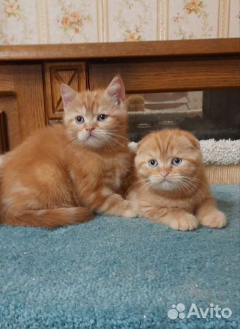 Рыжие Шотландские котята