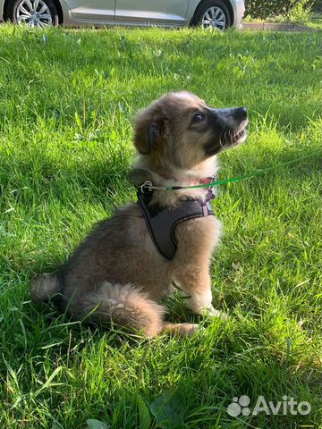 Лима ищет дом