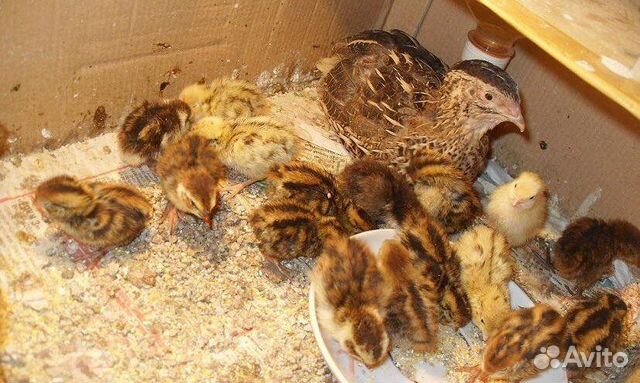 Цыплята перпела (фараон)