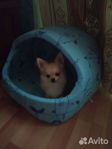 Щенки чихуахуа длинношерстные mini