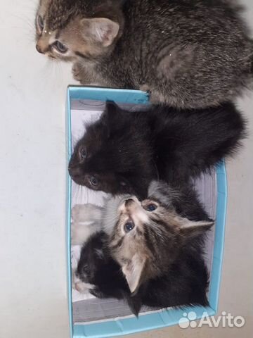 Котята в добрые руки даром