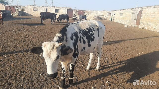 Коровы и телки