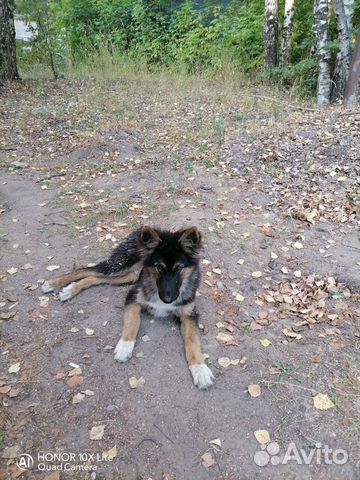 Нашёл щенка овчарки