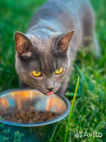 Кот русская голубая