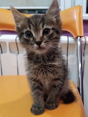 Котенок в добрые руки