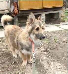 Пушистик 5 месяцев, в добрые руки