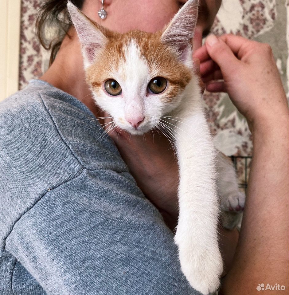 Котёнок Ар ищет дом и семью