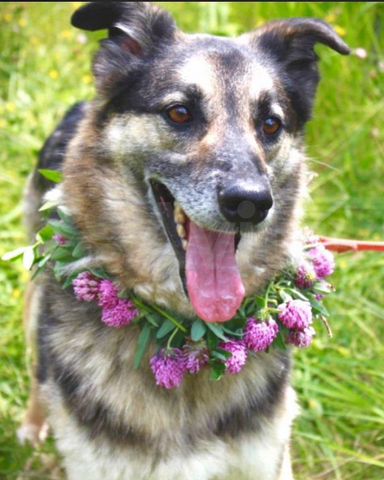 Метис лайки и хаски мальчик Поло в добрые руки