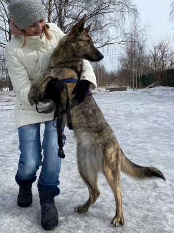 Собака с необычным окрасом Тигра