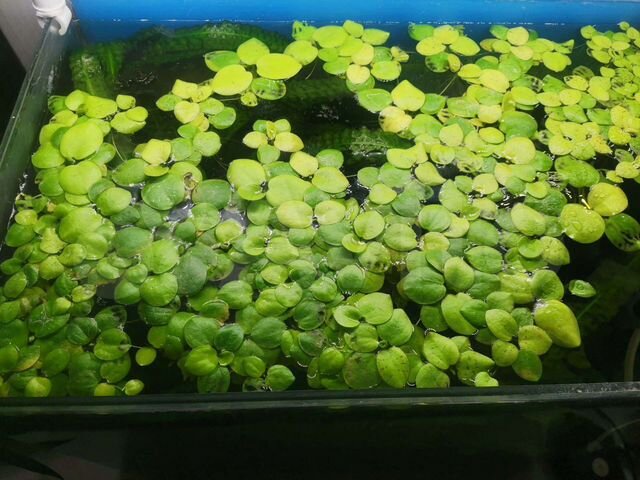 Лимнобиум и роголистник