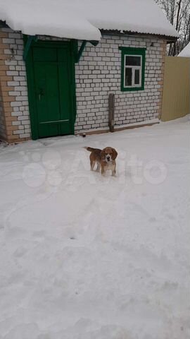 Бигль вязка