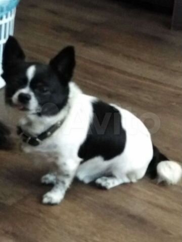 Собака чихуа случка