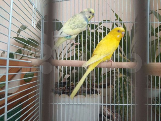 Волнистый попугай