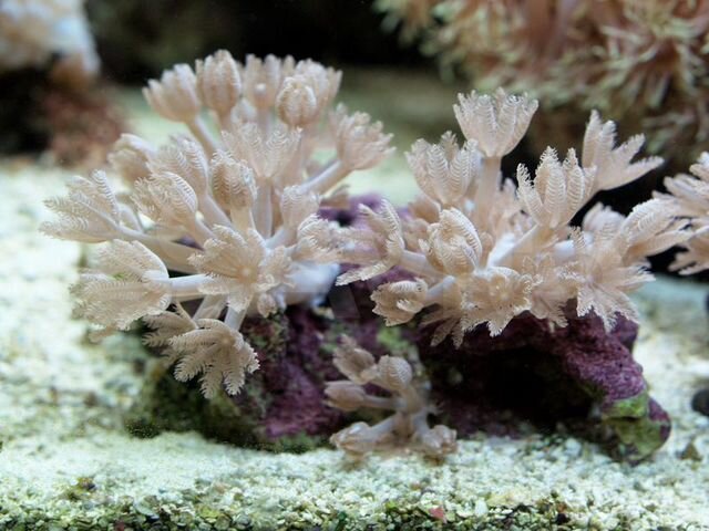 Кораллы для морского аквариума
