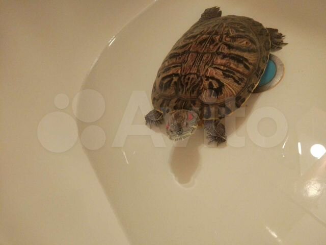 Красноухая черепаха бесплатно