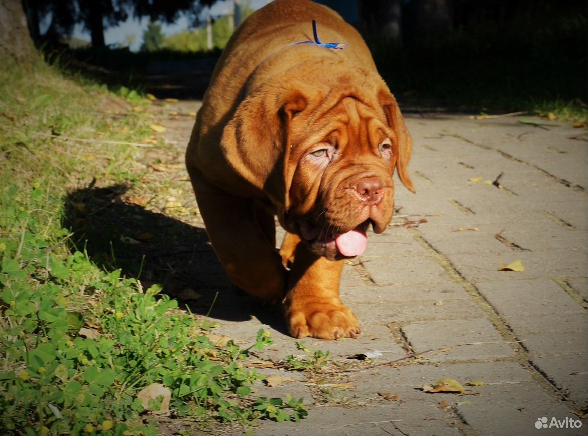 Шикарный француз. бордоский дог