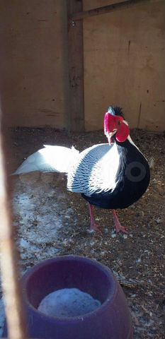 Фазанята серебряные