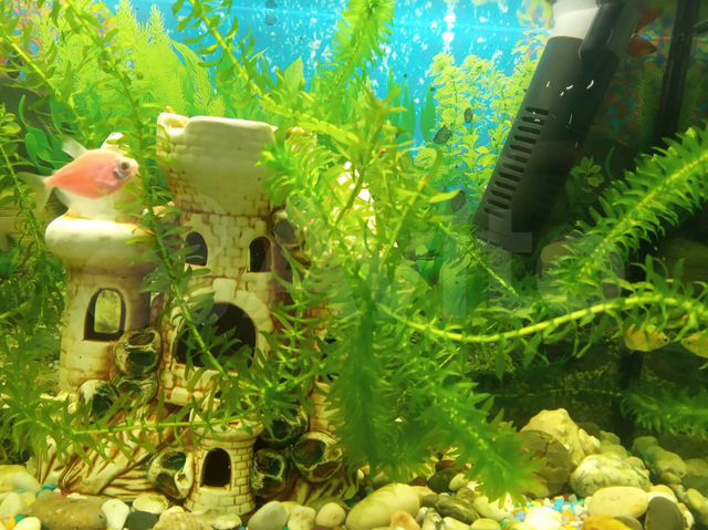 Водоросли обмен