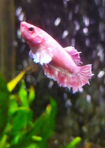 Рыбка Петушок самка "Дамбо" Или "Слоновье ухо"