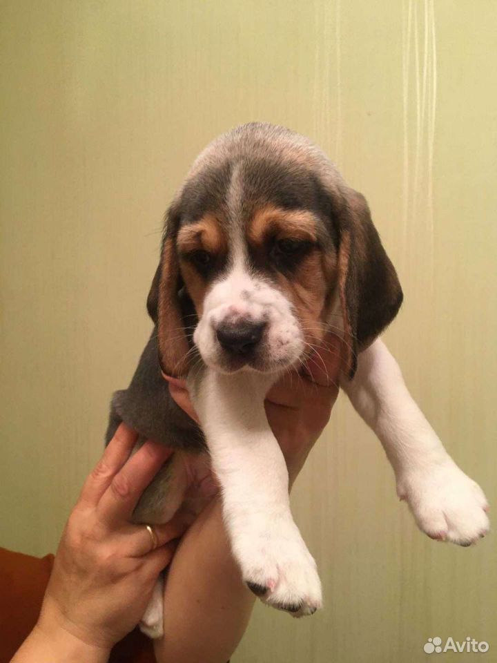 Щенок бигля