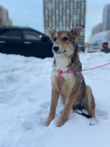 Собака в добрые руки