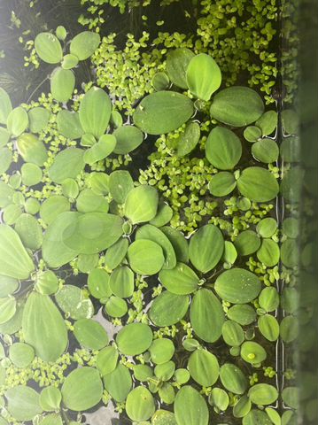 Пистия, ряска