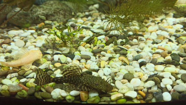 Сомик анциструс самец